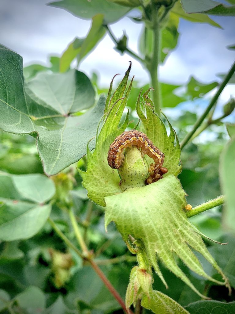 Should You Stop Treating Cotton for Insects? | NC State Extension